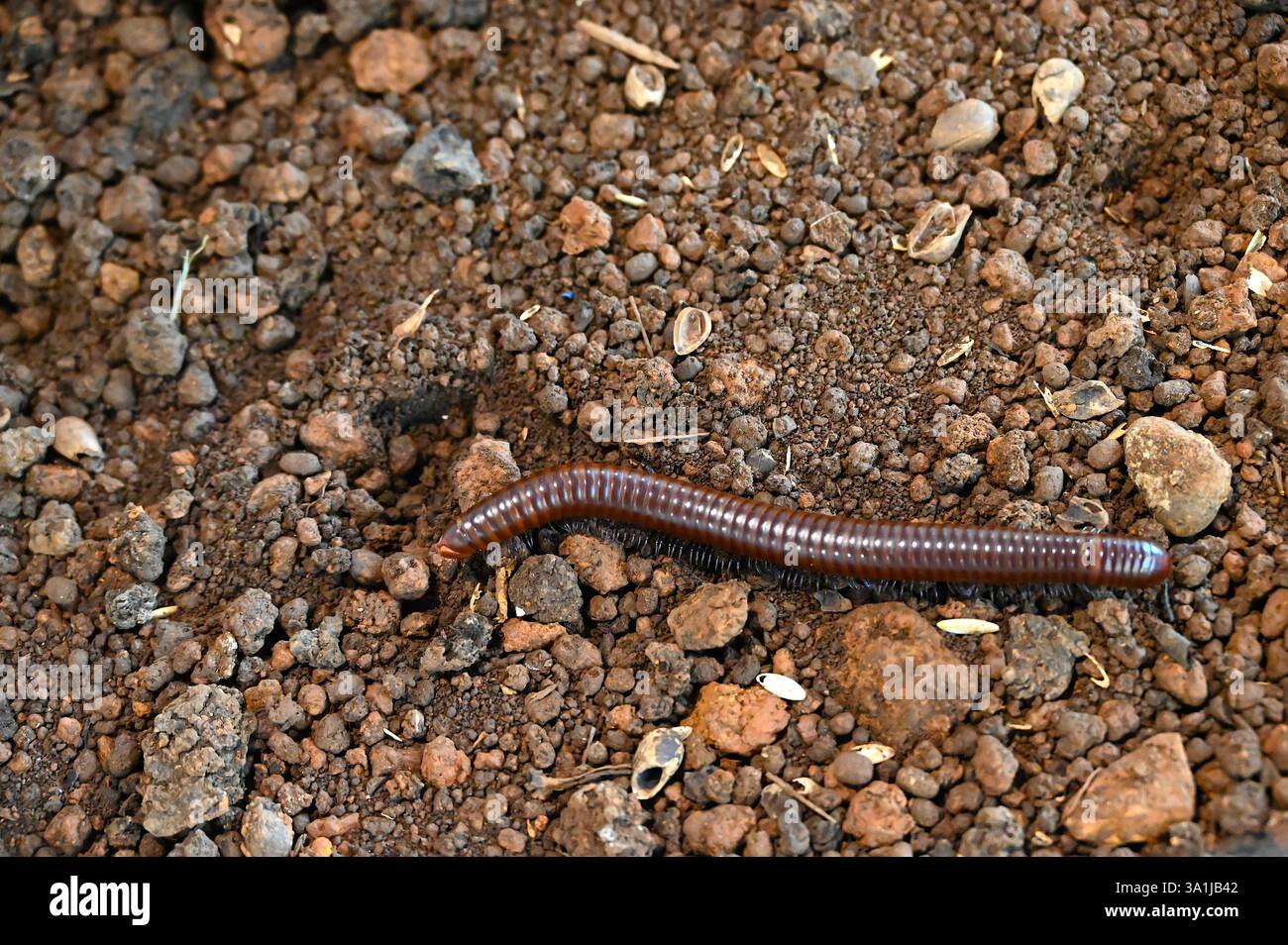Millipede insect is moving on brown compost in Philippines Stock Photo ...