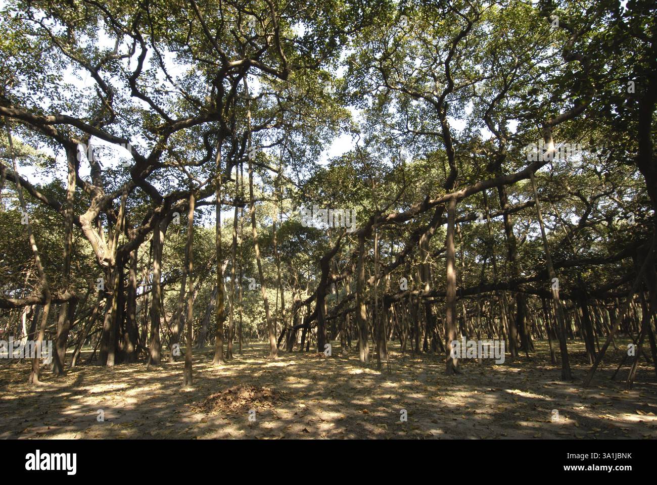 Banyan tree largest in India, Botanical Garden, Calcutta, West Bengal ...
