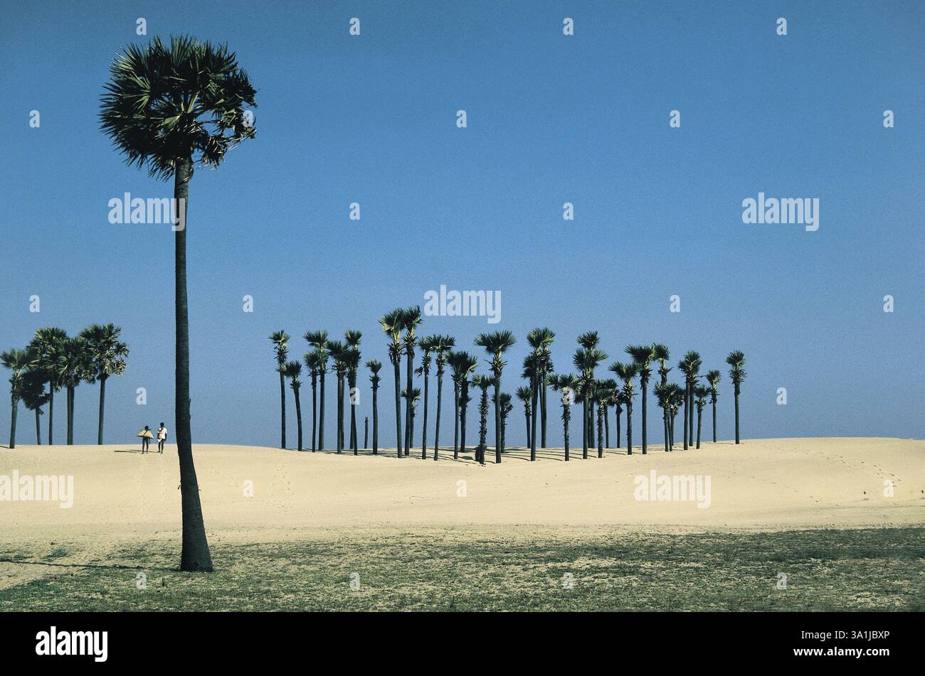 Most beautiful palm groves, Andhra Pradesh, India, Asia Stock Photo - Alamy