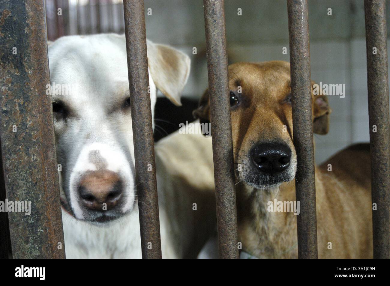 Welfare of Stray dogs, a Bombay based NGO takes care of stray dogs in ...