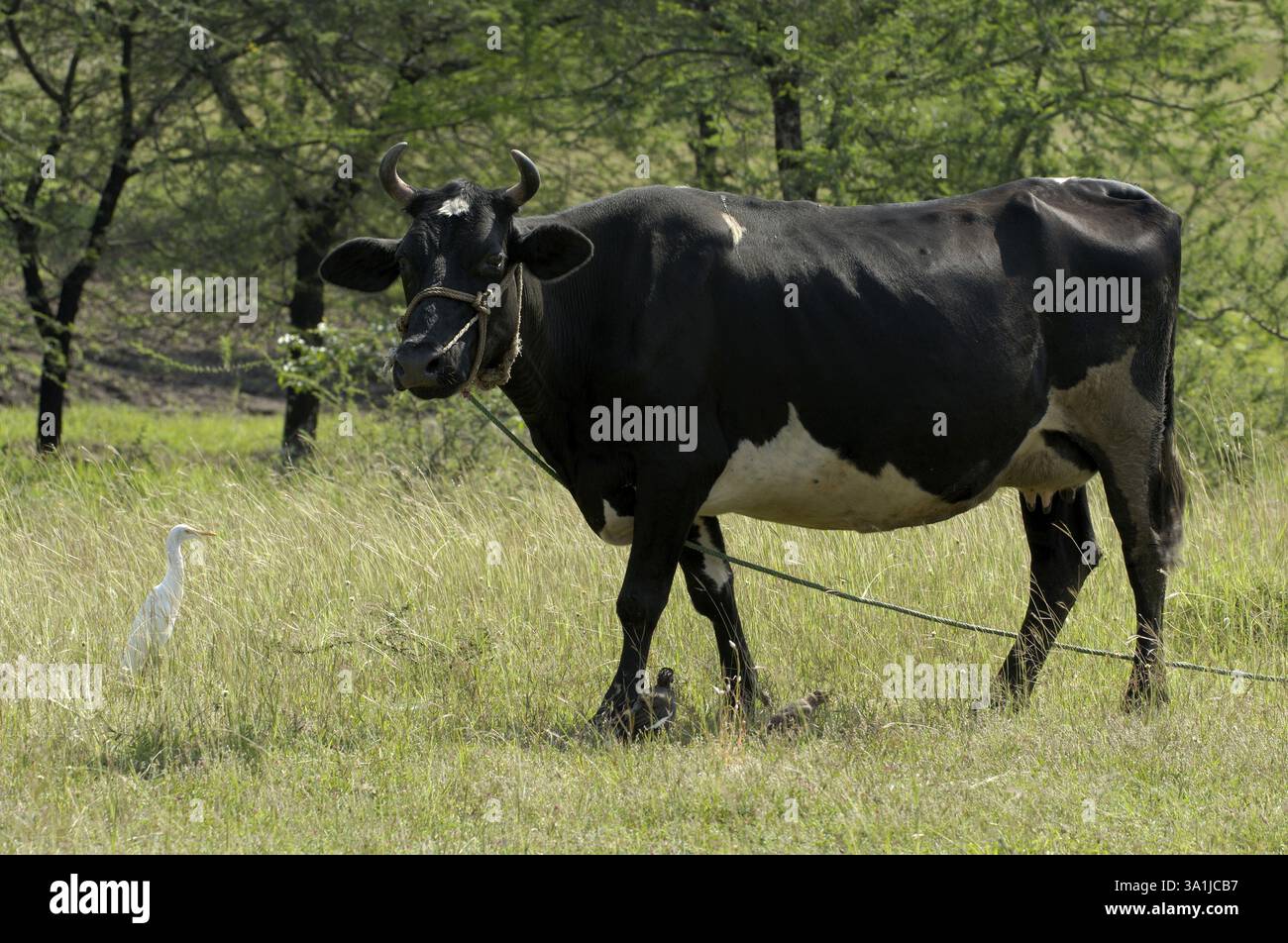 Cross bred cows at Ralegaon Siddhi, near Pune, Maharashtra, India, Asia ...