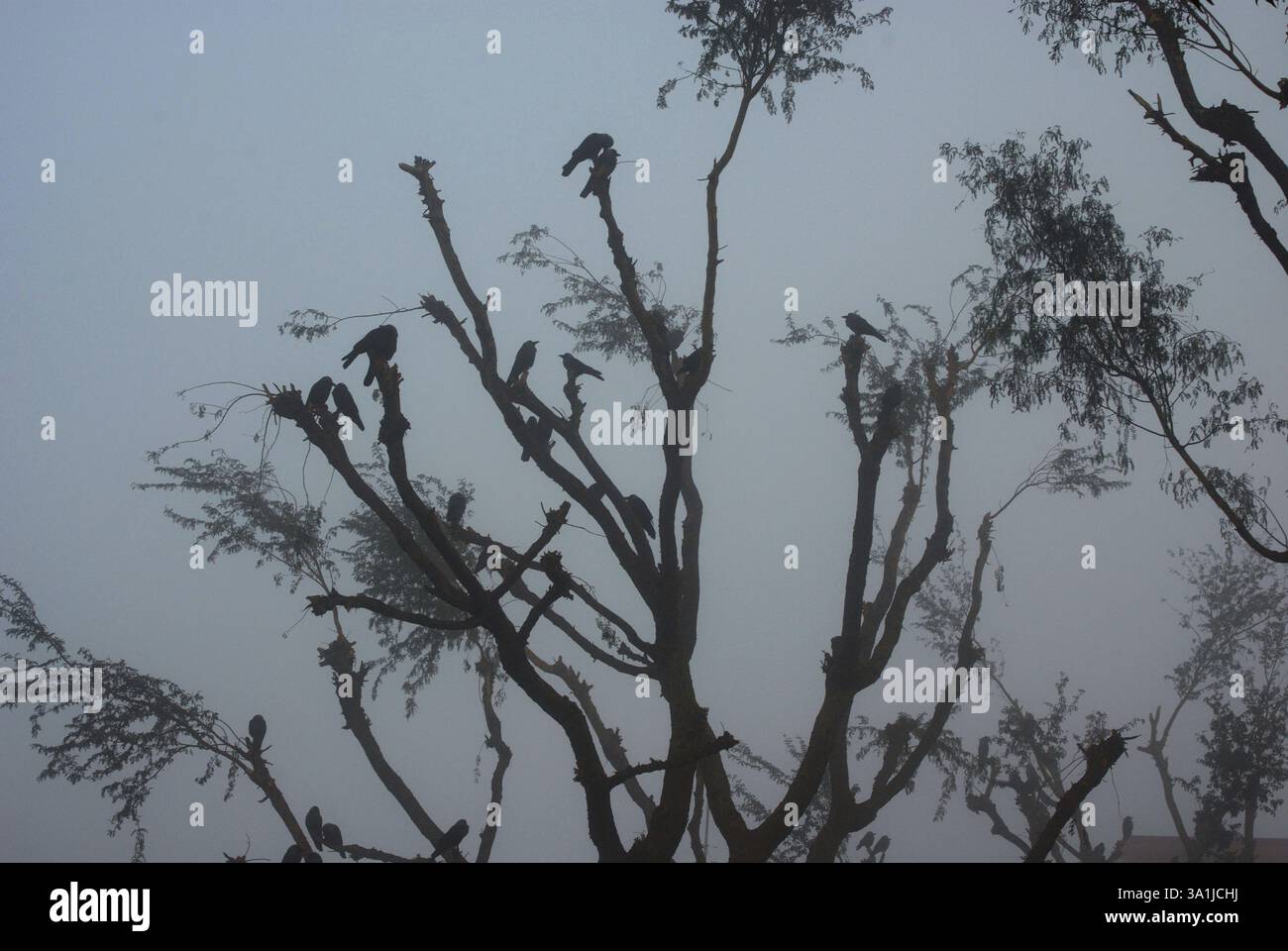 Birds on tree in misty morning, Ladnun, Rajasthan, India, Asia Stock ...