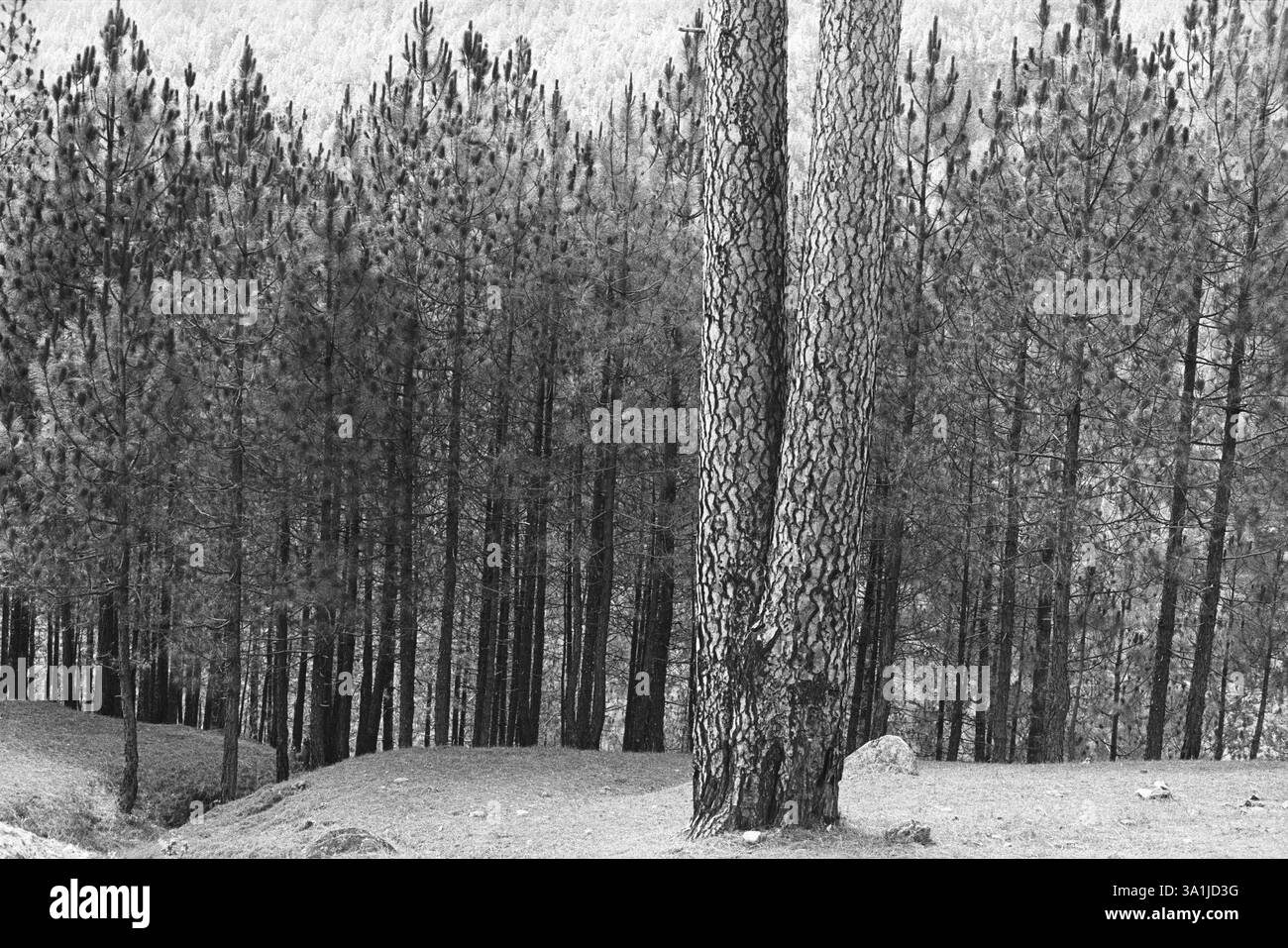 Form of tree trunk Stock Photo - Alamy