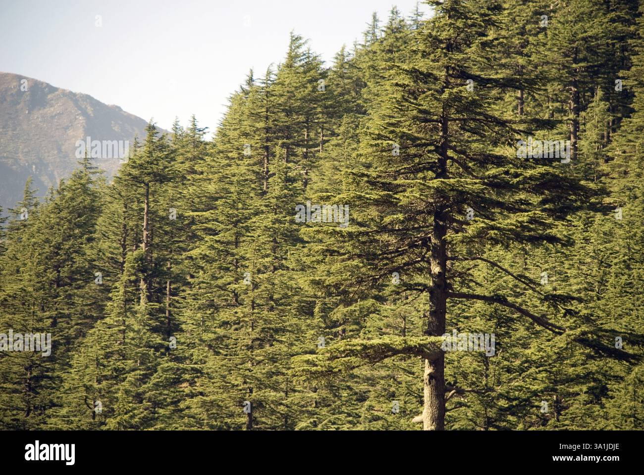 View from Kalpa valley, Himachal Pradesh, India, Asia Stock Photo - Alamy