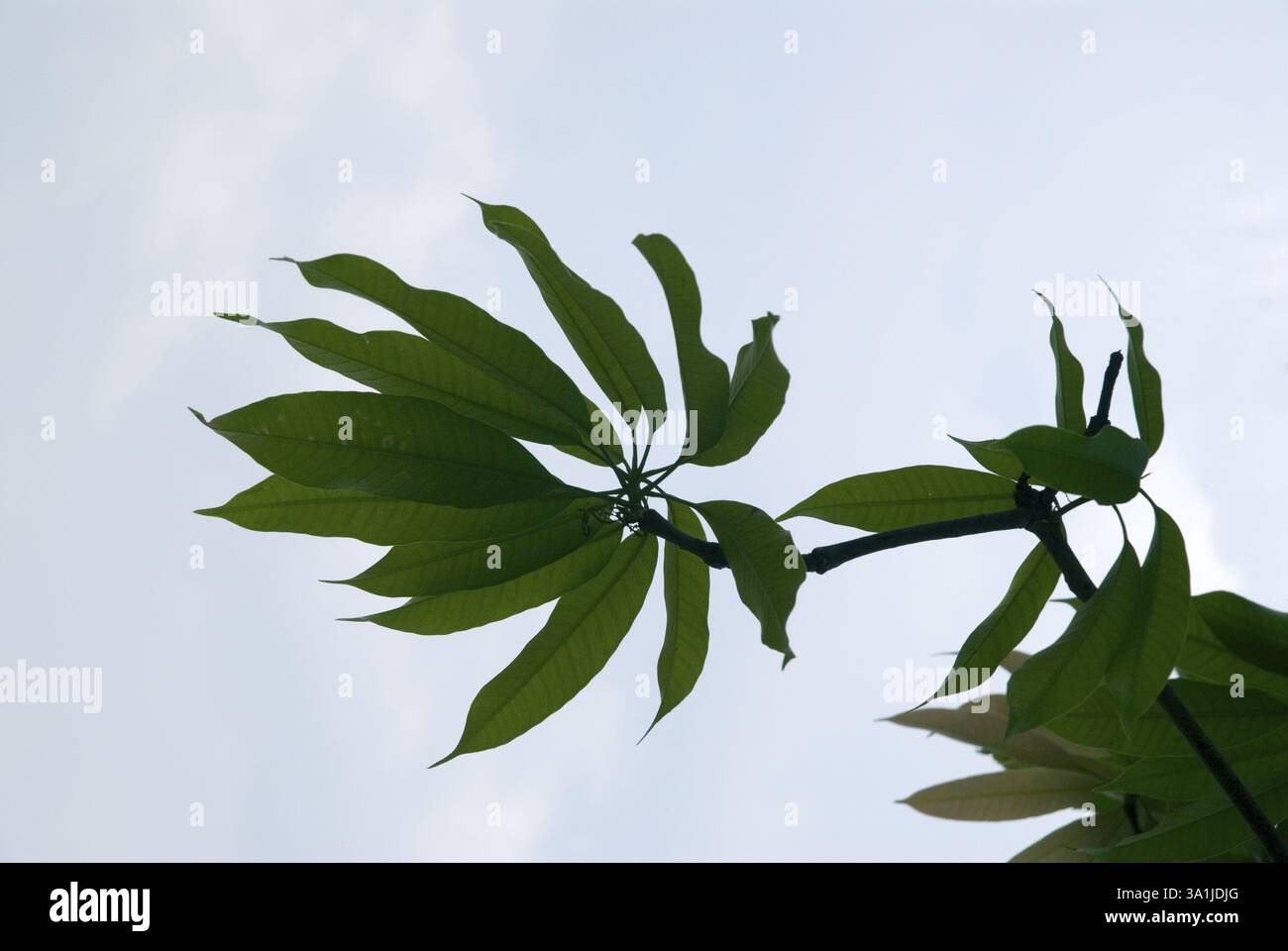 Mango tree, Latin name Mangifera indica Stock Photo - Alamy