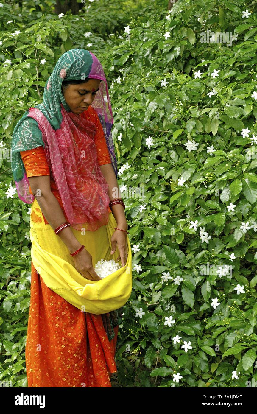 Chandani flower hi-res stock photography and images - Alamy