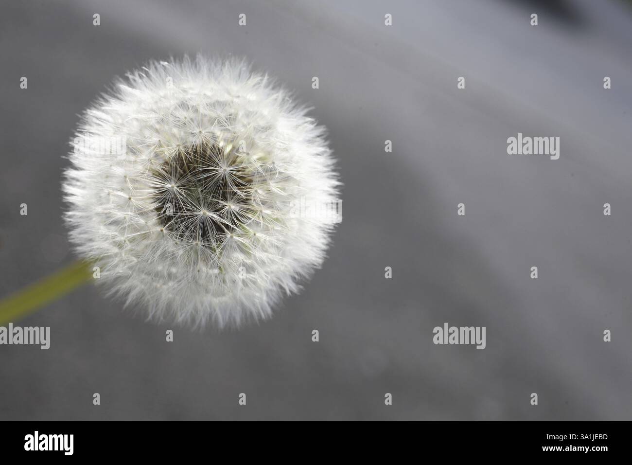 Seed head of Dandelion white round design pattern Common Name Dandelion ...