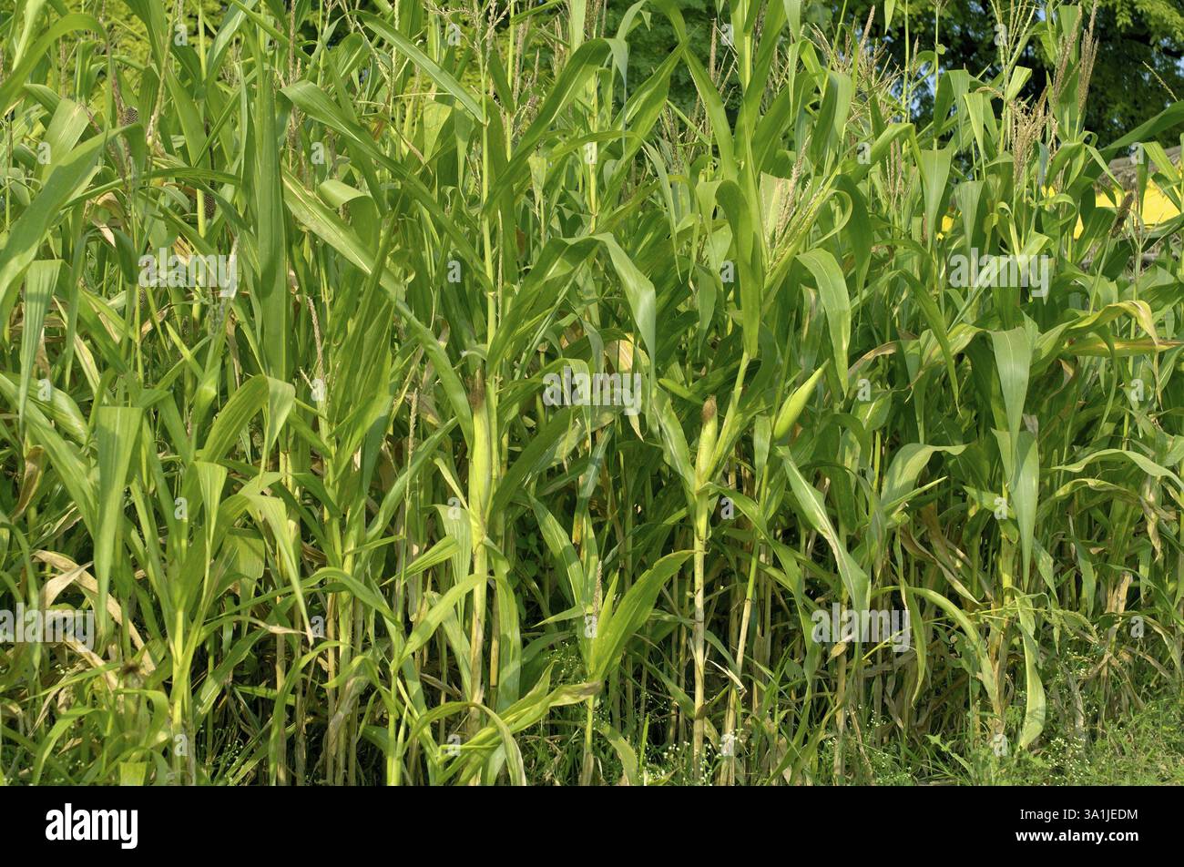 Maize crop at Ralegan Siddhi near Pune, Maharashtra, India, Asia Stock ...