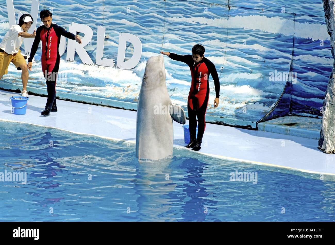 One dolphin standing vertically in blue water to catch the prize from ...