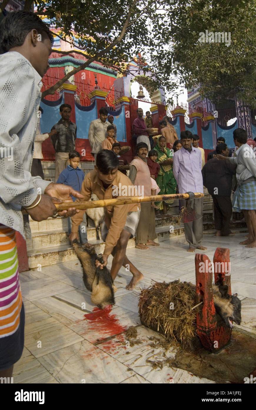 Religious sacrifice of goat at Rajrappa temple and Maa Chhinna Mastika ...