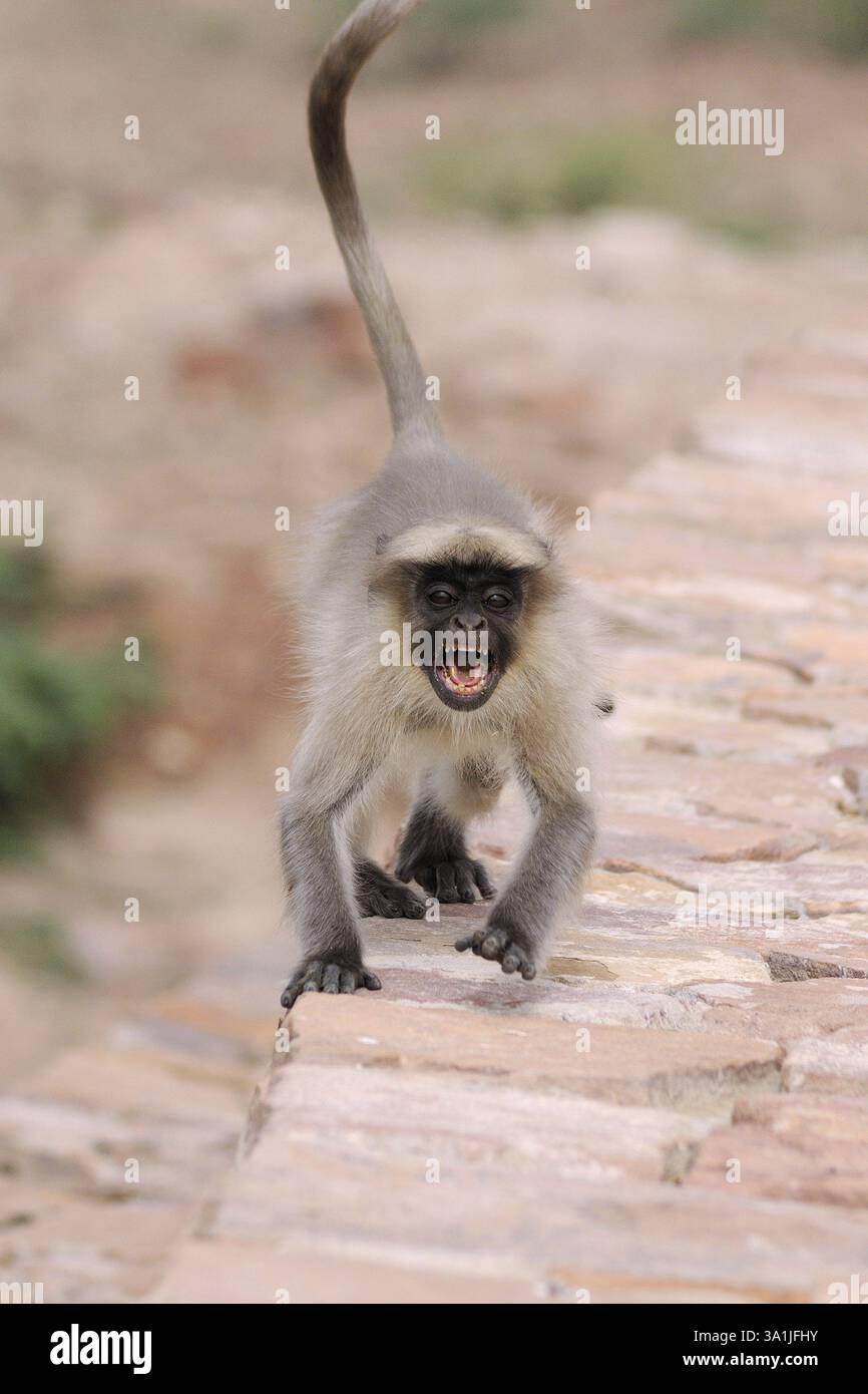 Angry monkey common langur presbytis entellus, Mandore, Jodhpur ...