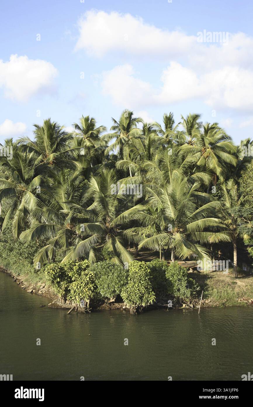 Coconut trees and backwaters, river near Tiruvallam, District ...