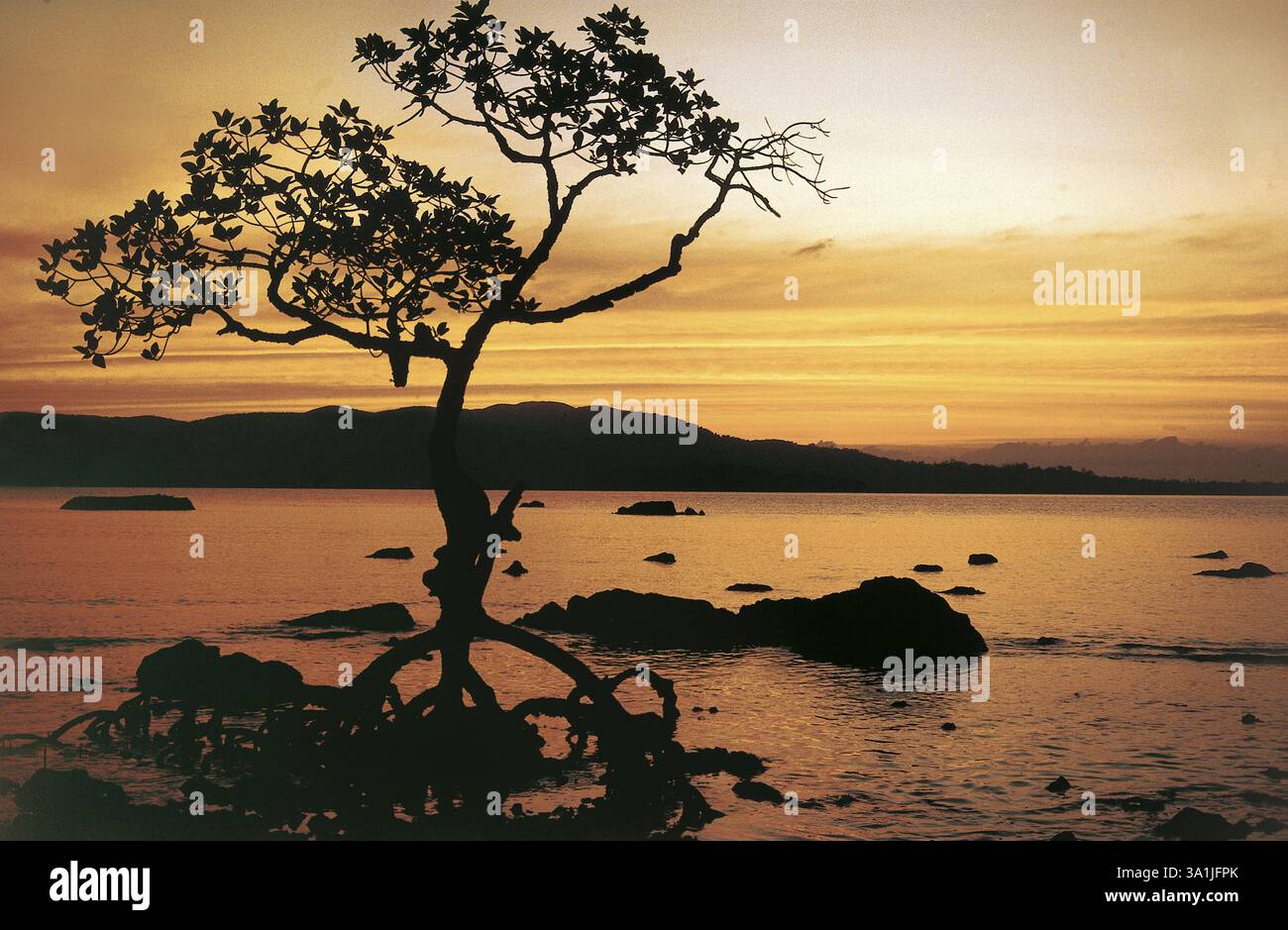 Sunset from Chiriya Tapu mangrove tree in foreground, southernmost tip ...