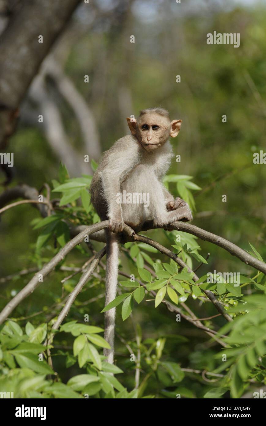 Bonnet monkey on roadside of forested hill, Palamuthircholai, Tamil ...