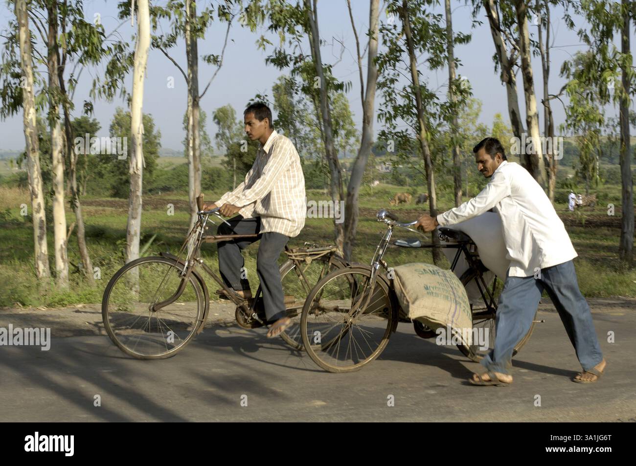 Carrying grain stock on bicycle at Ralegan Siddhi near Pune ...
