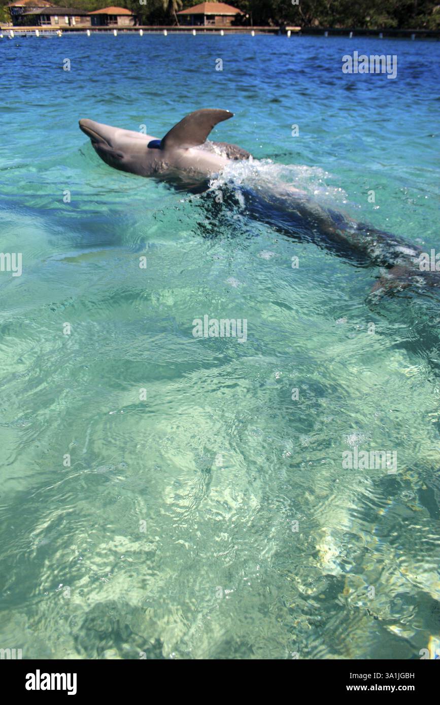 A bottleNAse dolphin, BiNAmial name Tursiops Truncatus, Scientific ...