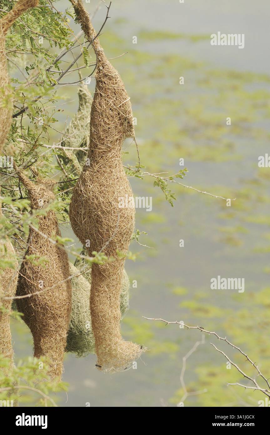 Baya weaver bird nests hanging, Jodhpur, Rajasthan, India, Asia Stock Photo - Alamy