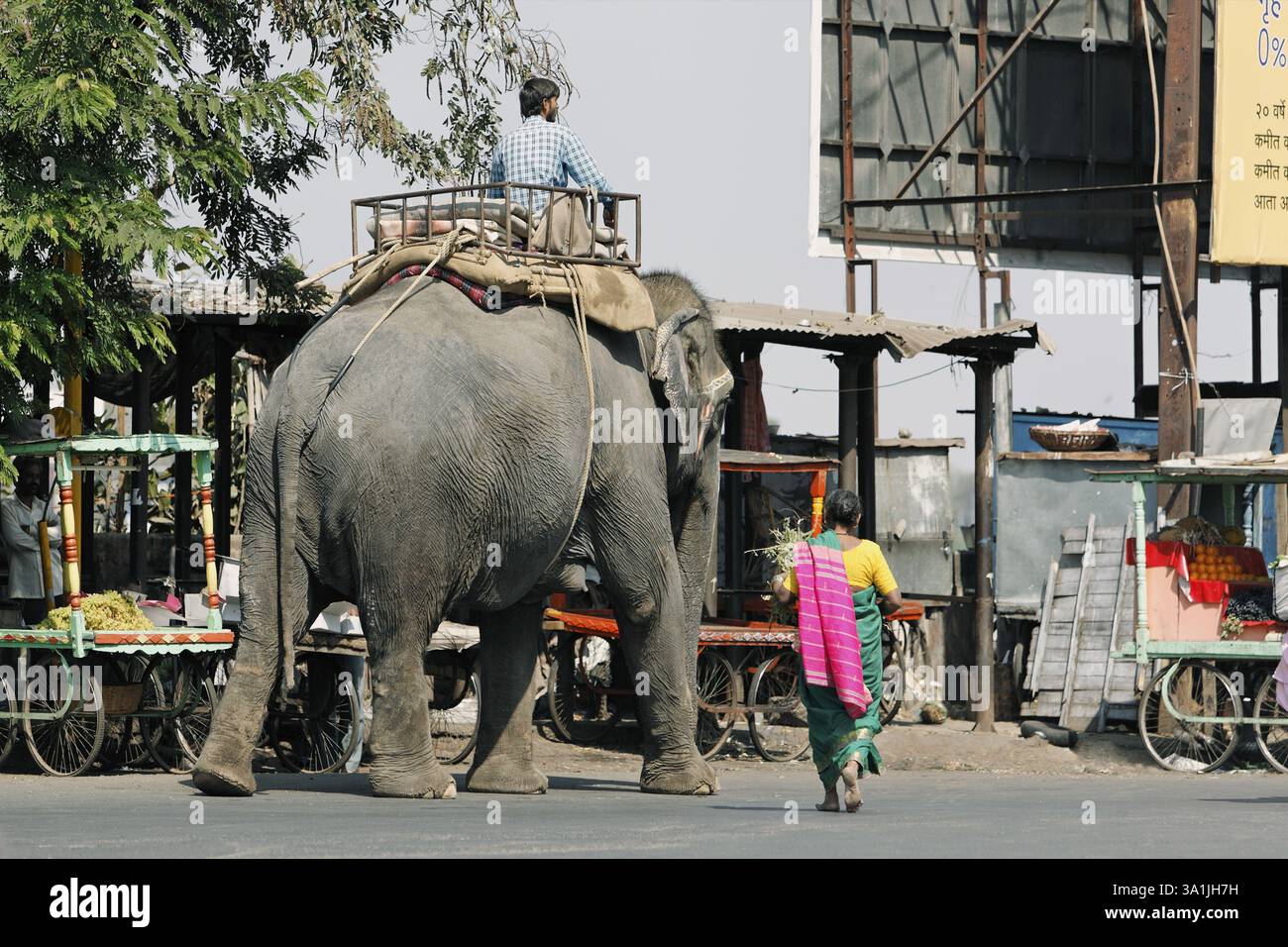 Elephant on road, Pune, Maharashtra, India, Asia Stock Photo - Alamy