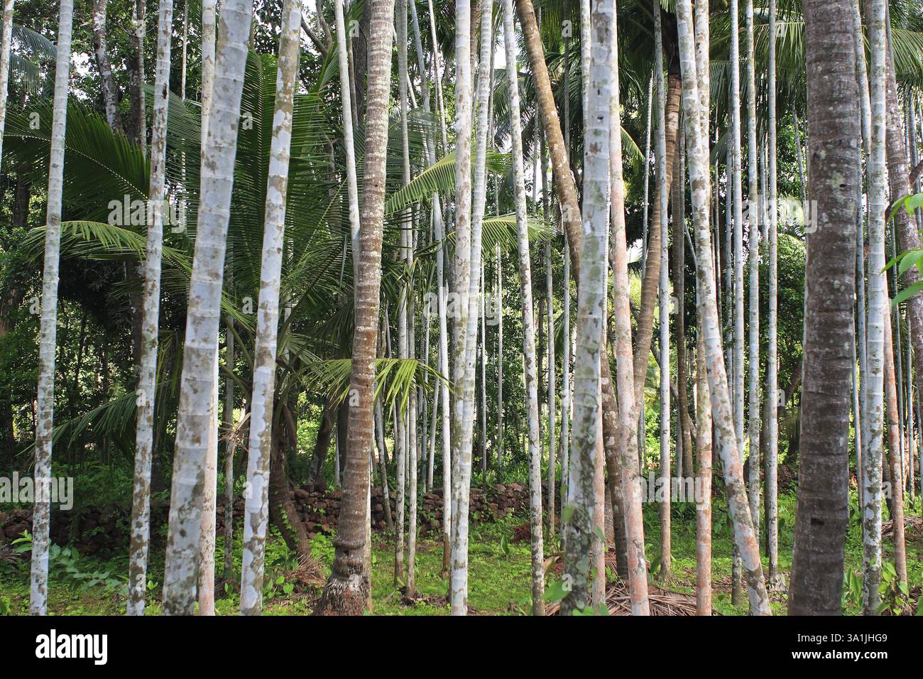 Betel nut Trees, Village Bhogwe, Konkan, District Sindhudurga ...