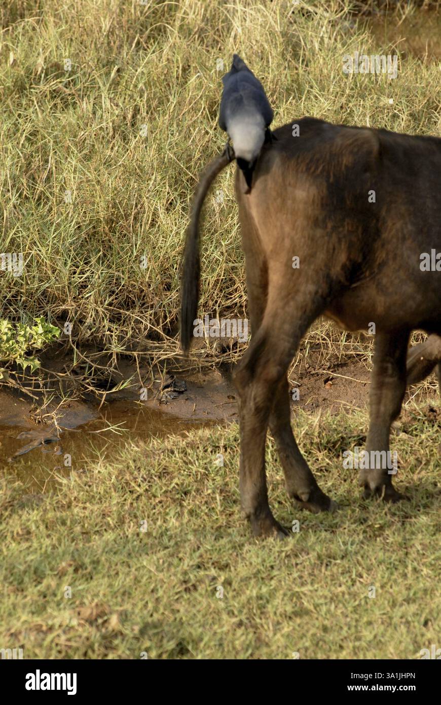 Backside of buffalo calf with crow sitting on his back and eating dung ...