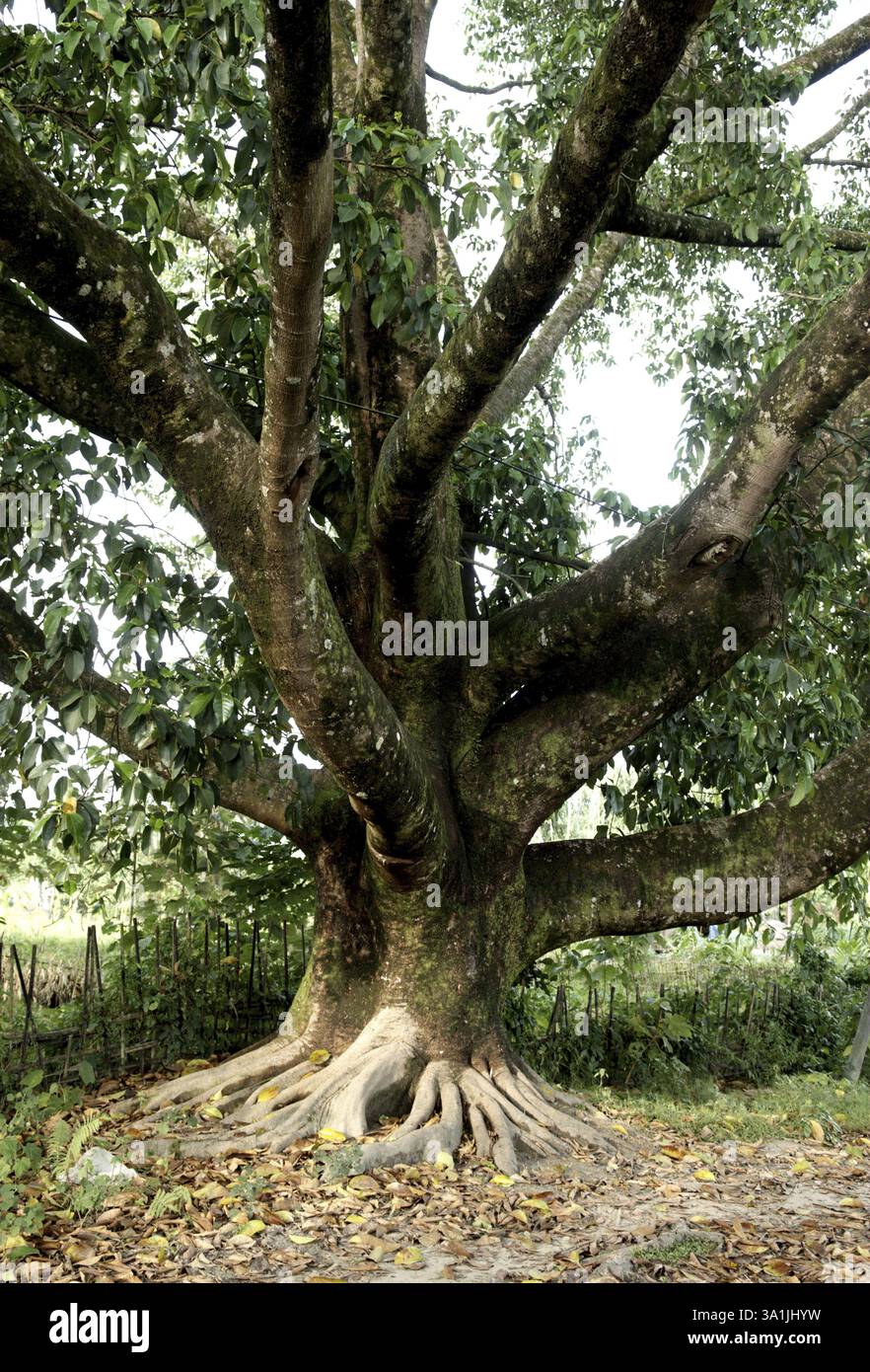 Old tree, Diyun, Arunachal Pradesh, India, Asia Stock Photo - Alamy