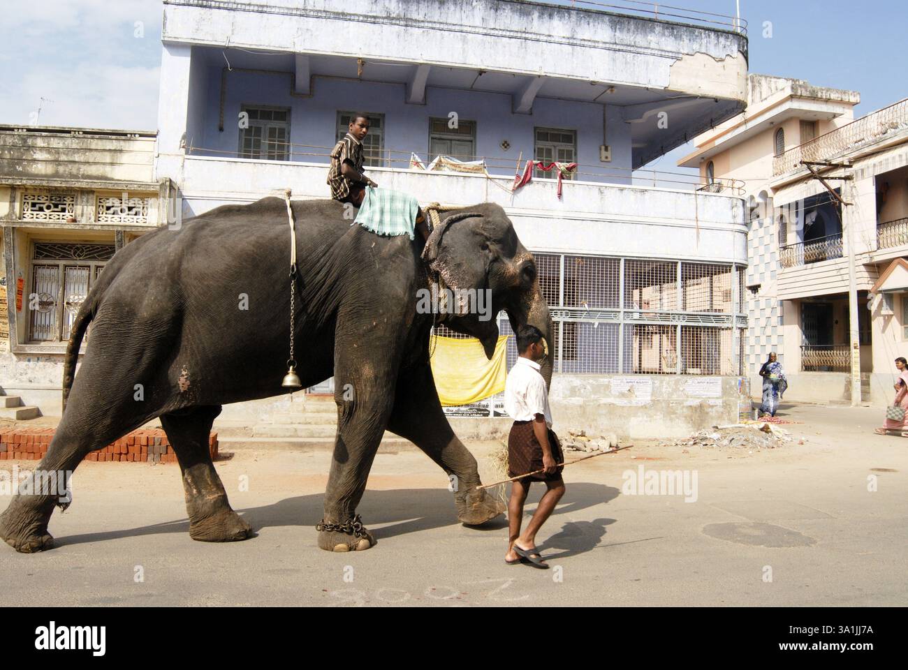 Elephant of Thanumalayan temple at Suchindram village, Tamil Nadu ...