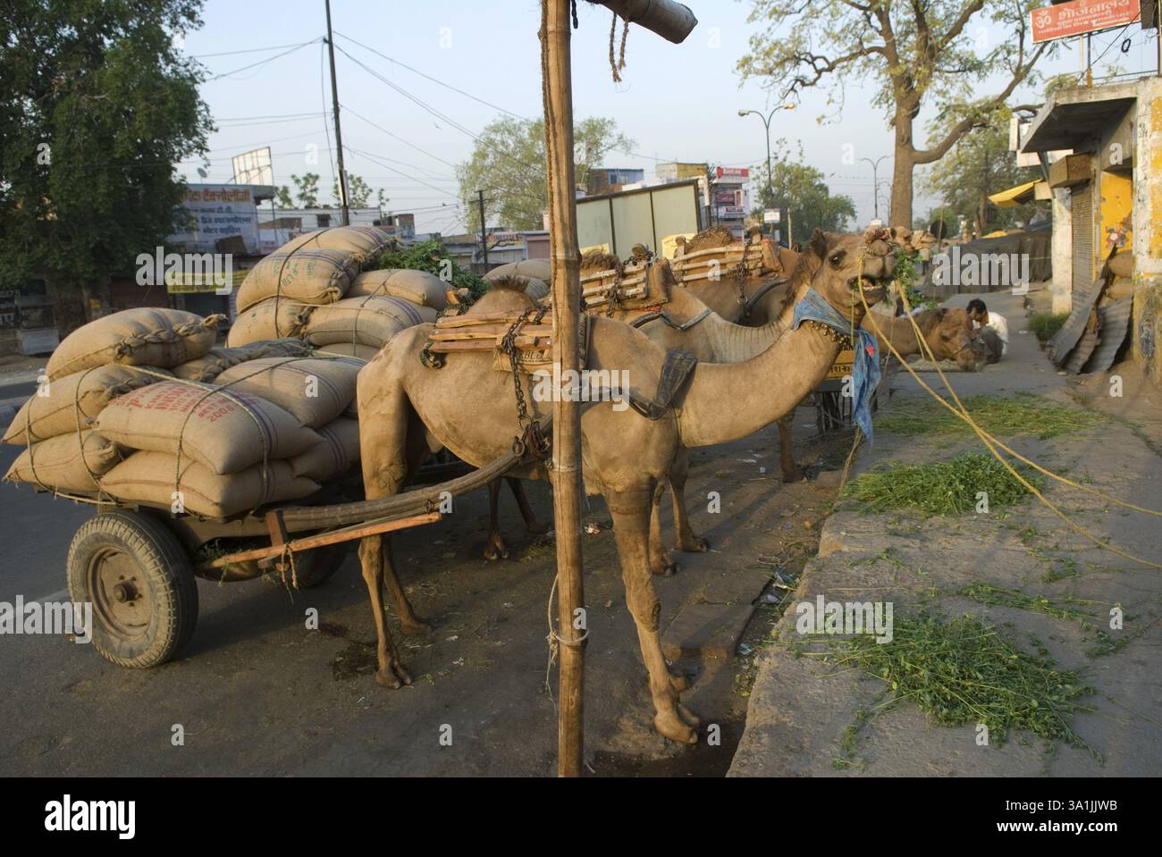 Camel cart loaded with jute bags street scene, Jaipur, Rajasthan, India ...