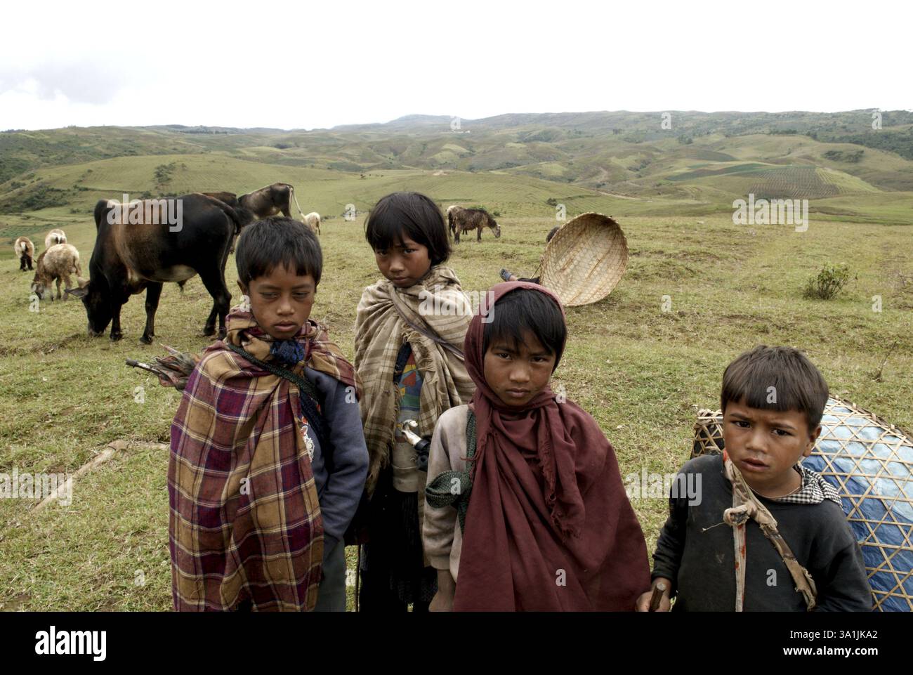 Rural children working as shepherd, the Khasi tribe, Shillong ...