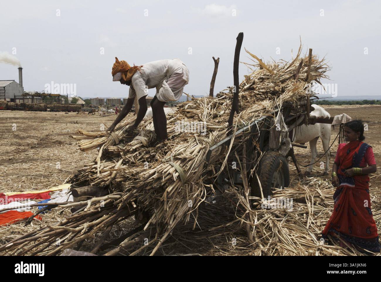 Migration due to water scarcity, Beed, Maharashtra, India, Asia Stock ...