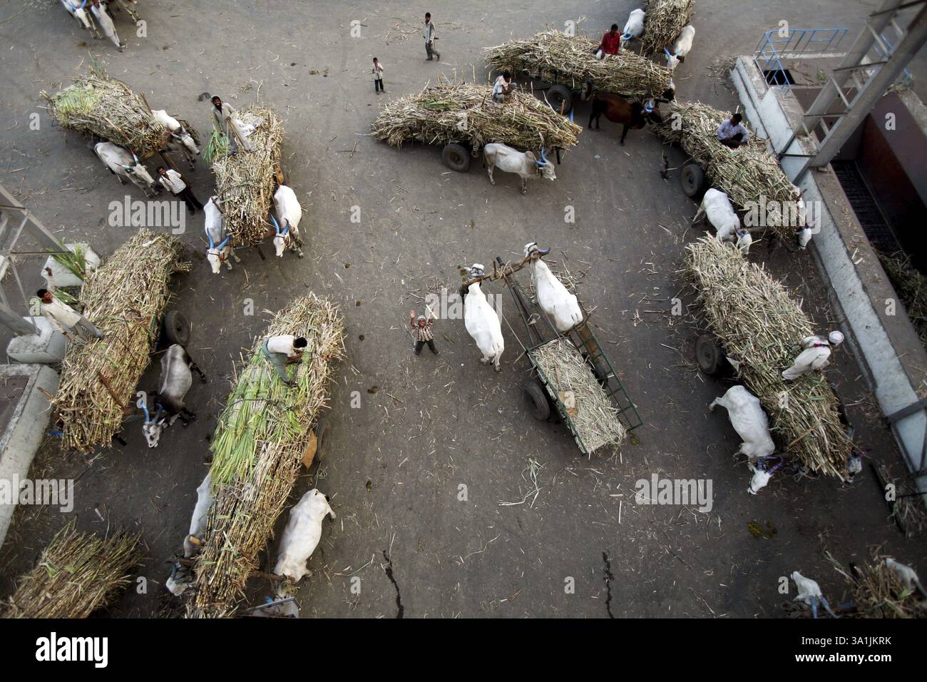 An aerial view of farmers waiting with sugar cane loaded on bullock ...