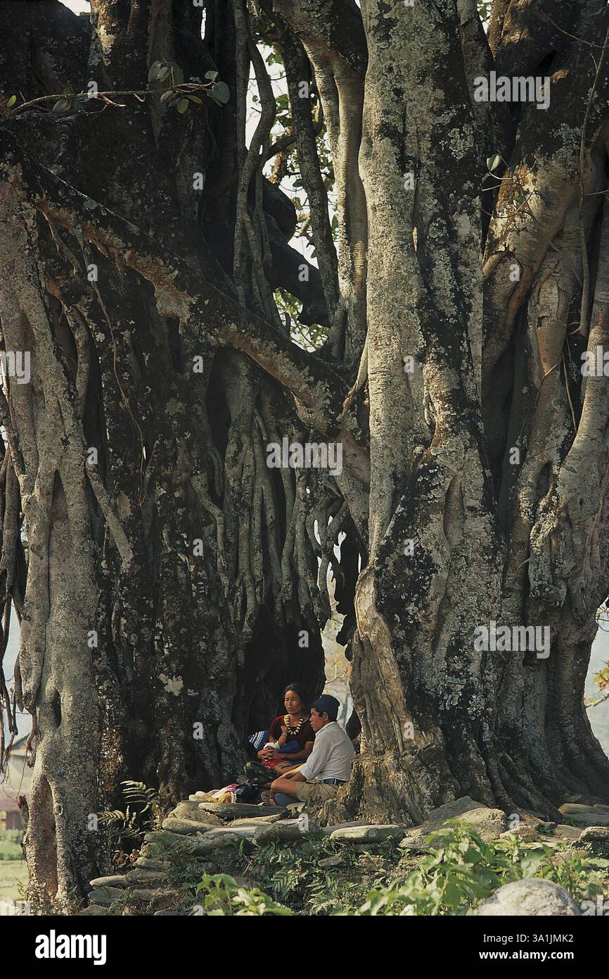 Pipal tree ficus religiosa hi-res stock photography and images - Alamy