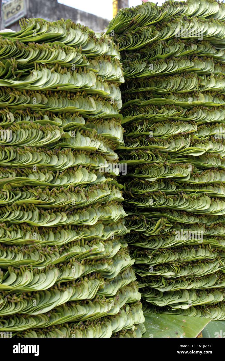 The Betel (Piper beetle Linn) is a spice whose leaves have medicinal ...