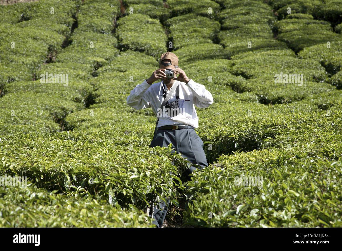 Tea plants Latin name Camellia sinensis fresh foliage and tender leaves ...