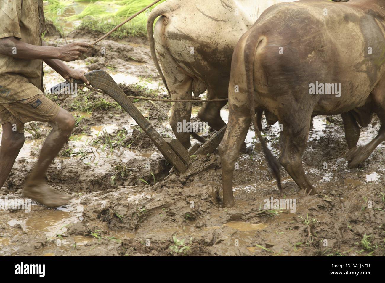 Farmer ploughing muddy field with bullocks tilling land for ...