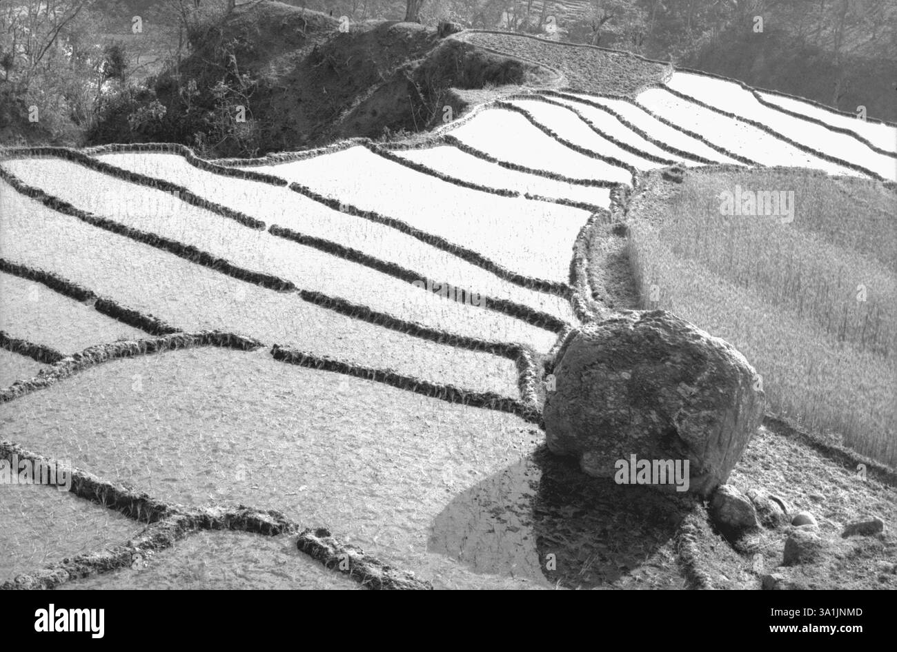 Step fields of rice, Eastern Nepal Stock Photo - Alamy
