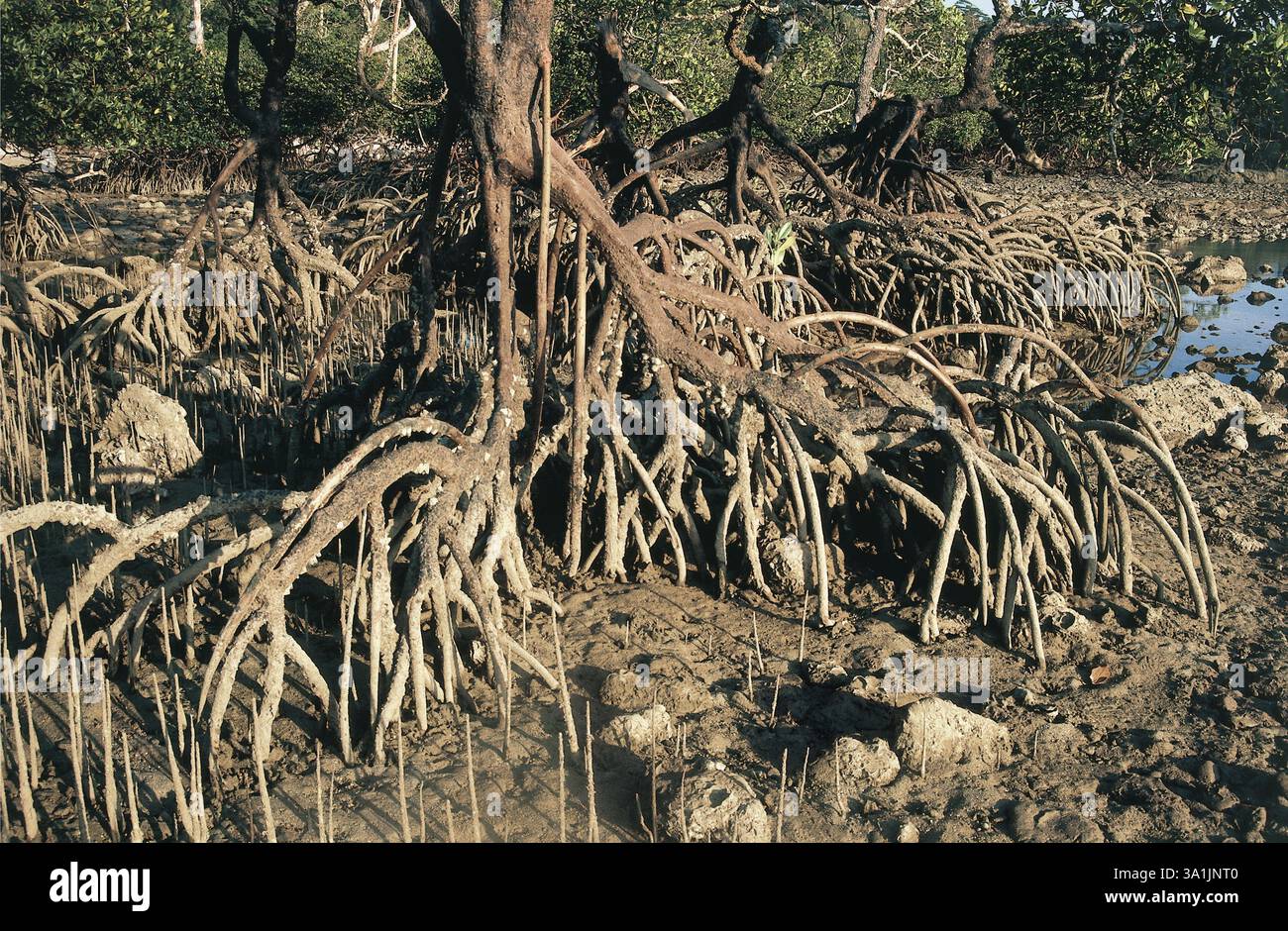 Mangroves roots grow upwards, Andaman, India, Asia Stock Photo - Alamy