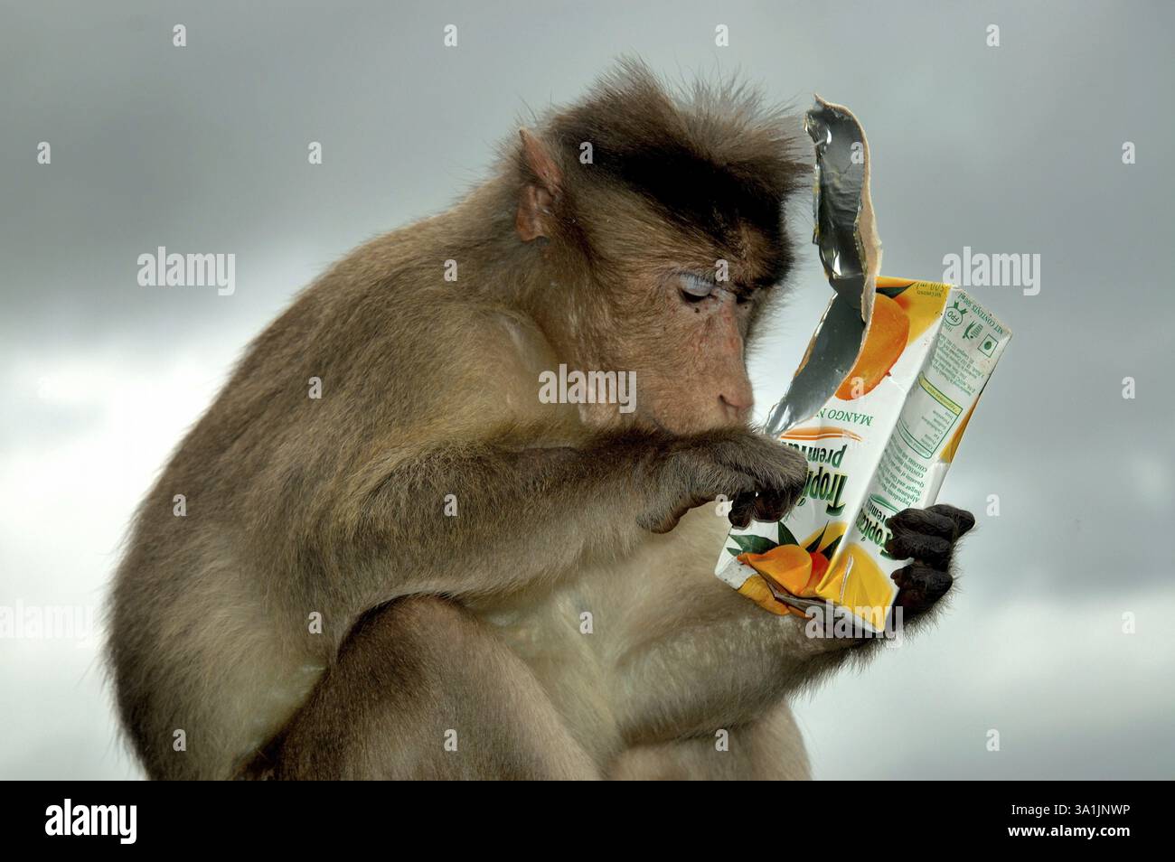 Monkey holding juice packet at Lonawala, Maharashtra, India, Asia Stock ...