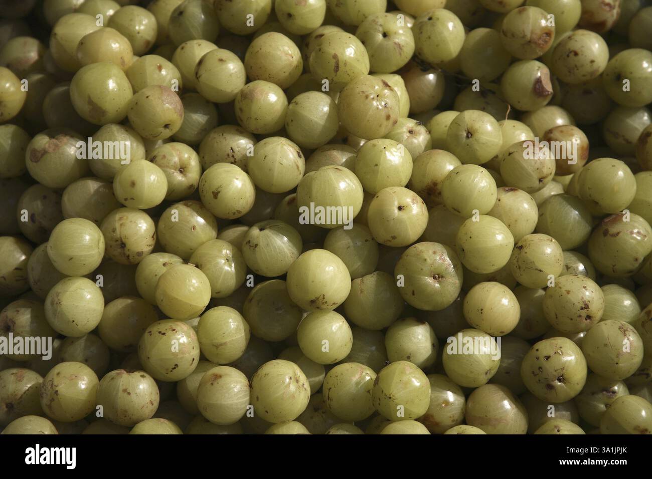 Amla, Indian Gooseberry, Latin name Emblica officinalis Loca, Herbal ...