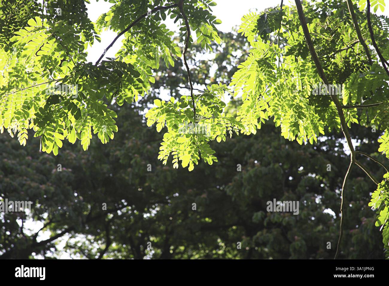 Tree, India, Asia Stock Photo - Alamy