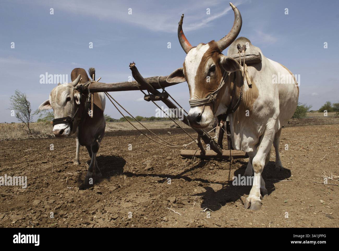 Man ploughing agricultural land, Marathwada, Maharashtra, India, Asia ...
