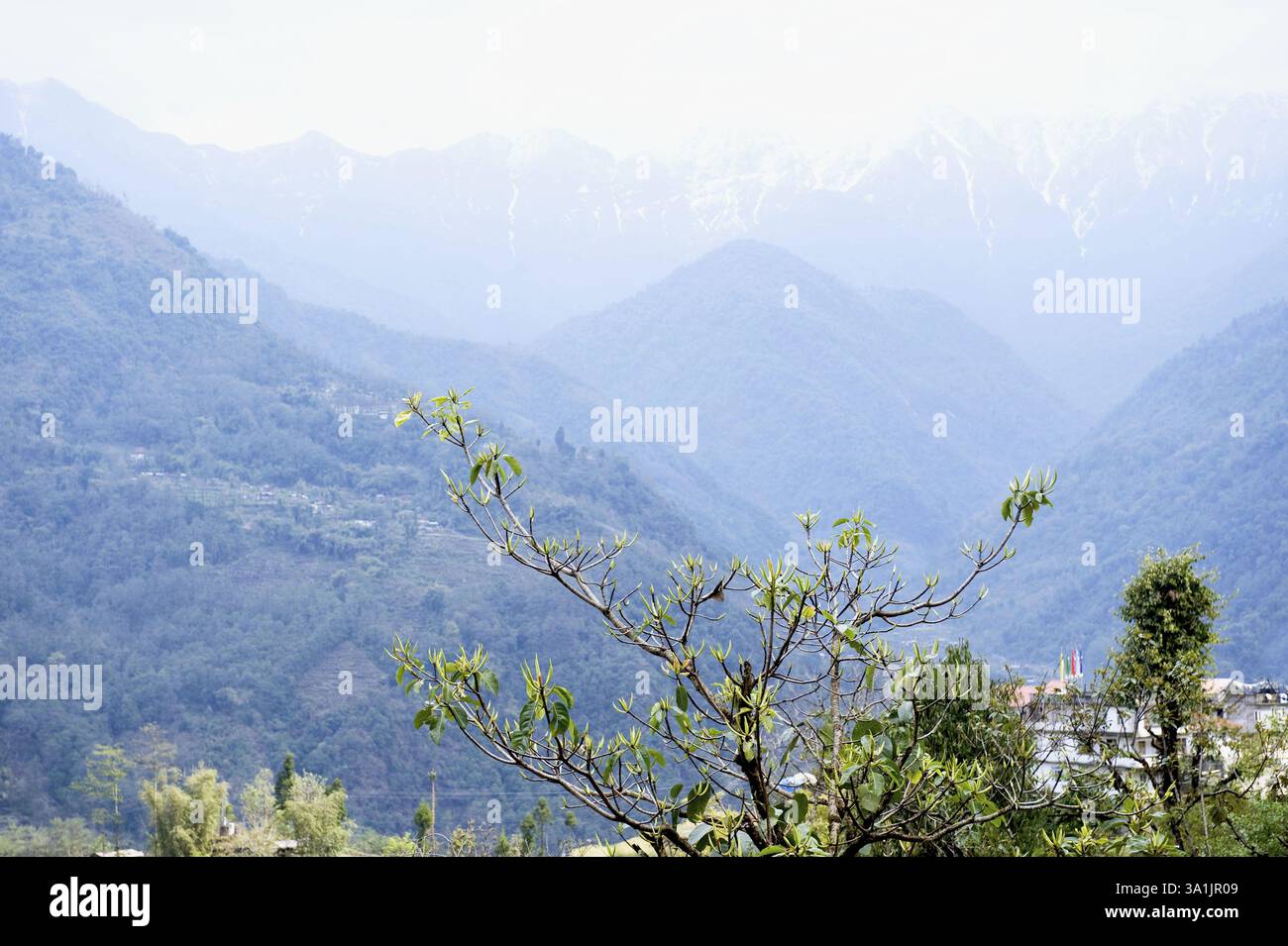 Landscape at Gangtok with tall green tree and sNAw peaks of Lessed ...