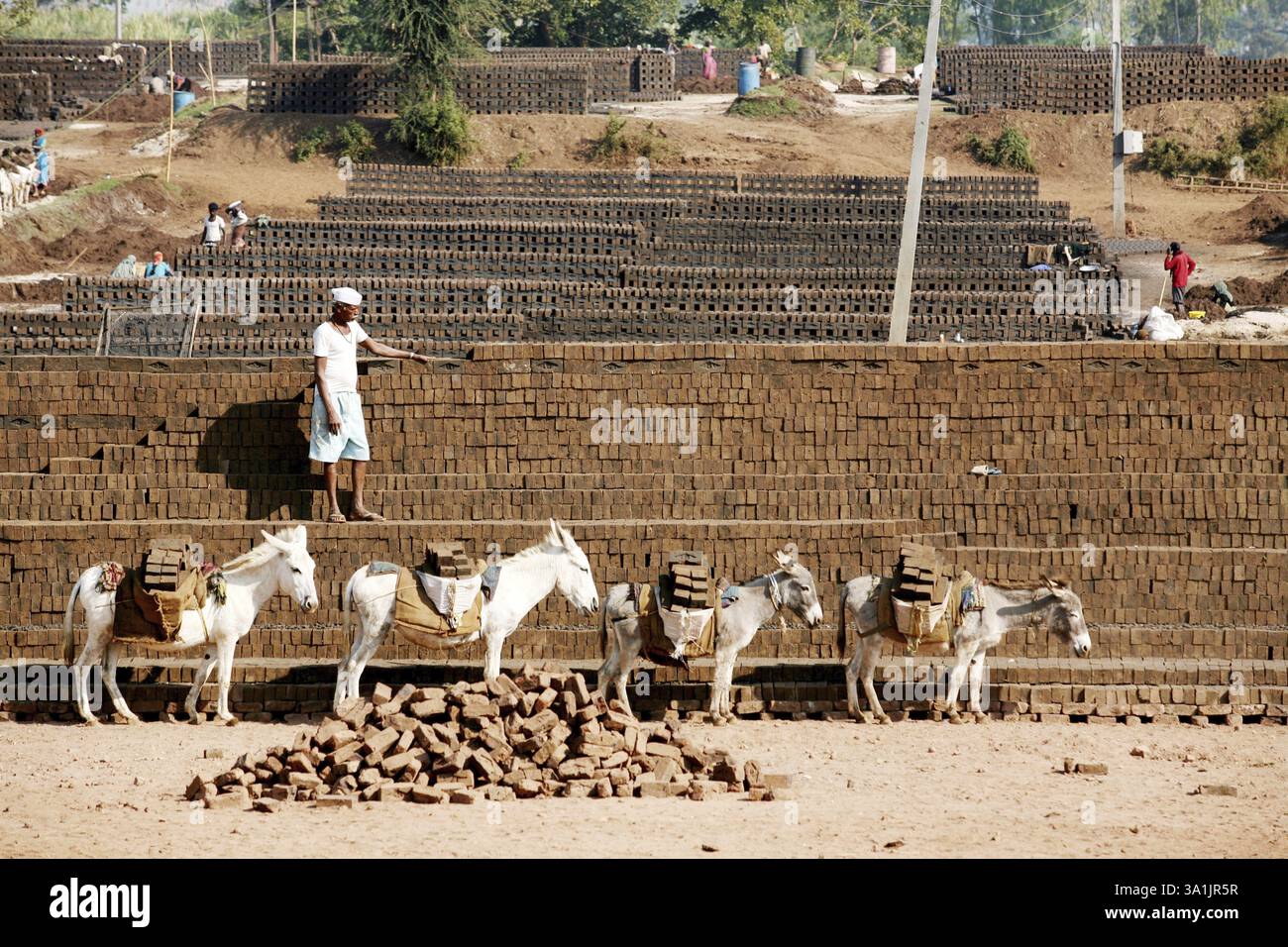 Worker arranging bricks at the brick factory in a village of Sangli ...