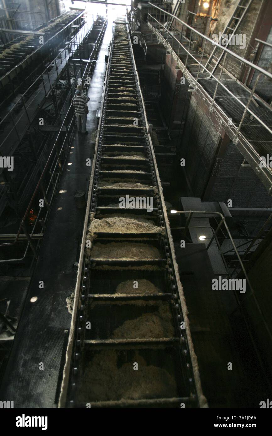The left over sugar cane on the conveyor belt at the sugar factory in ...