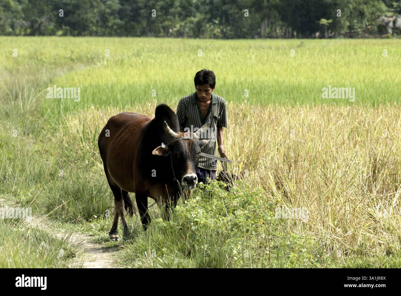 Man walking with his bull, Chakma tribal, Arunachal Pradesh, India ...