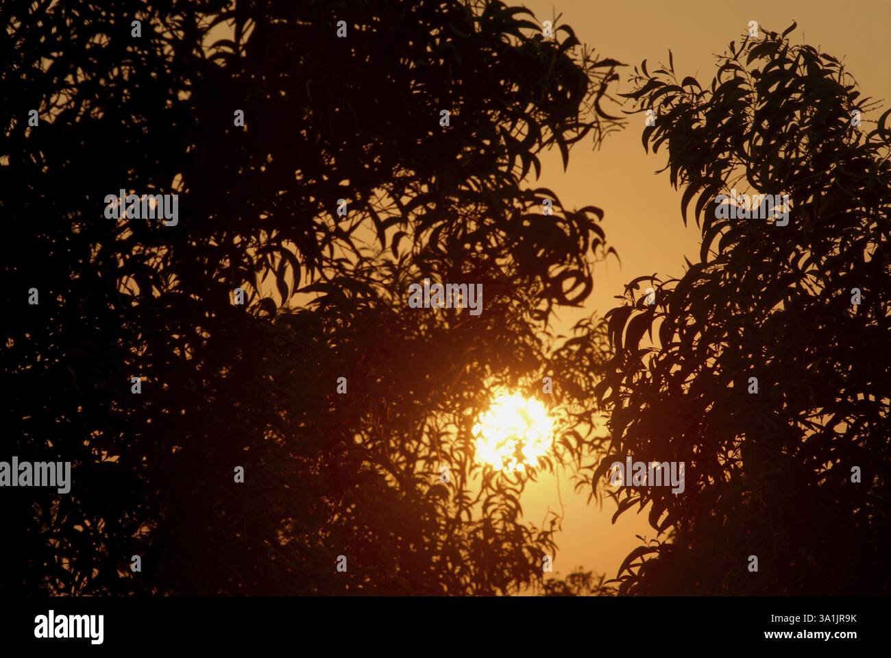 Colorful Sunset through leaves of big tree from End point, Manipal, 5 ...