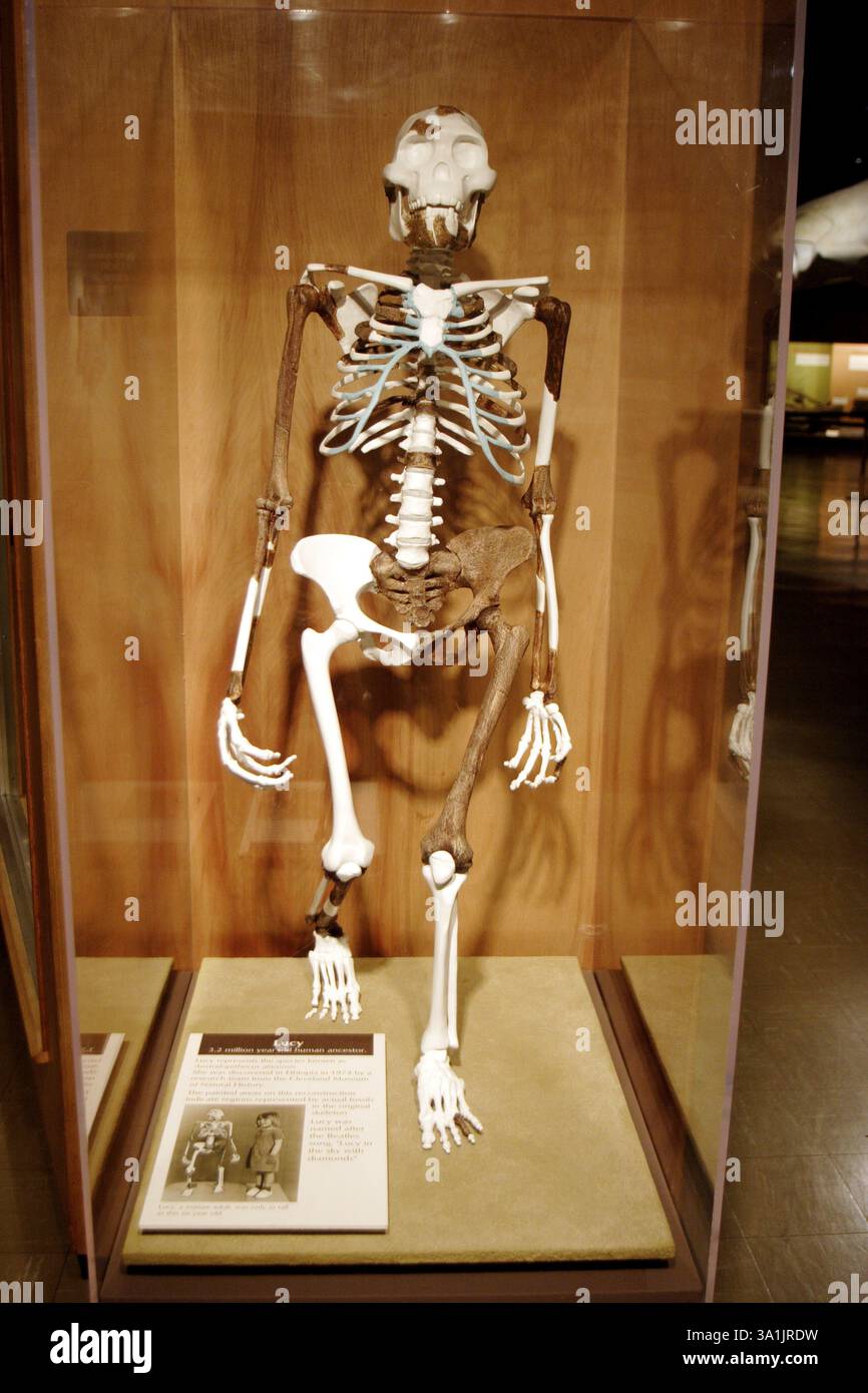 Actual fossils hi-res stock photography and images - Alamy