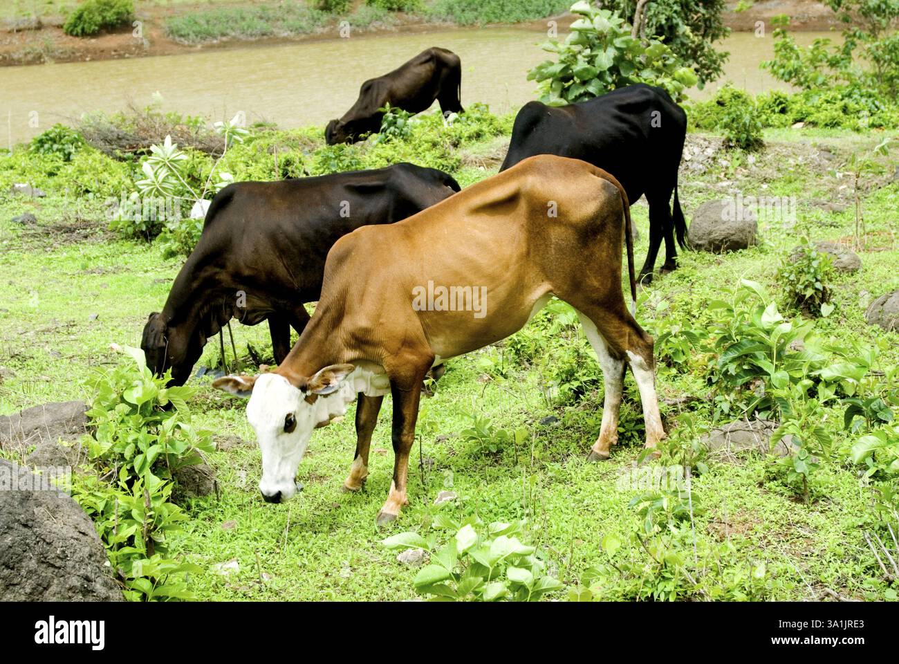 A drove of cows grazing in a field, Maharashtra, India, Asia Stock ...