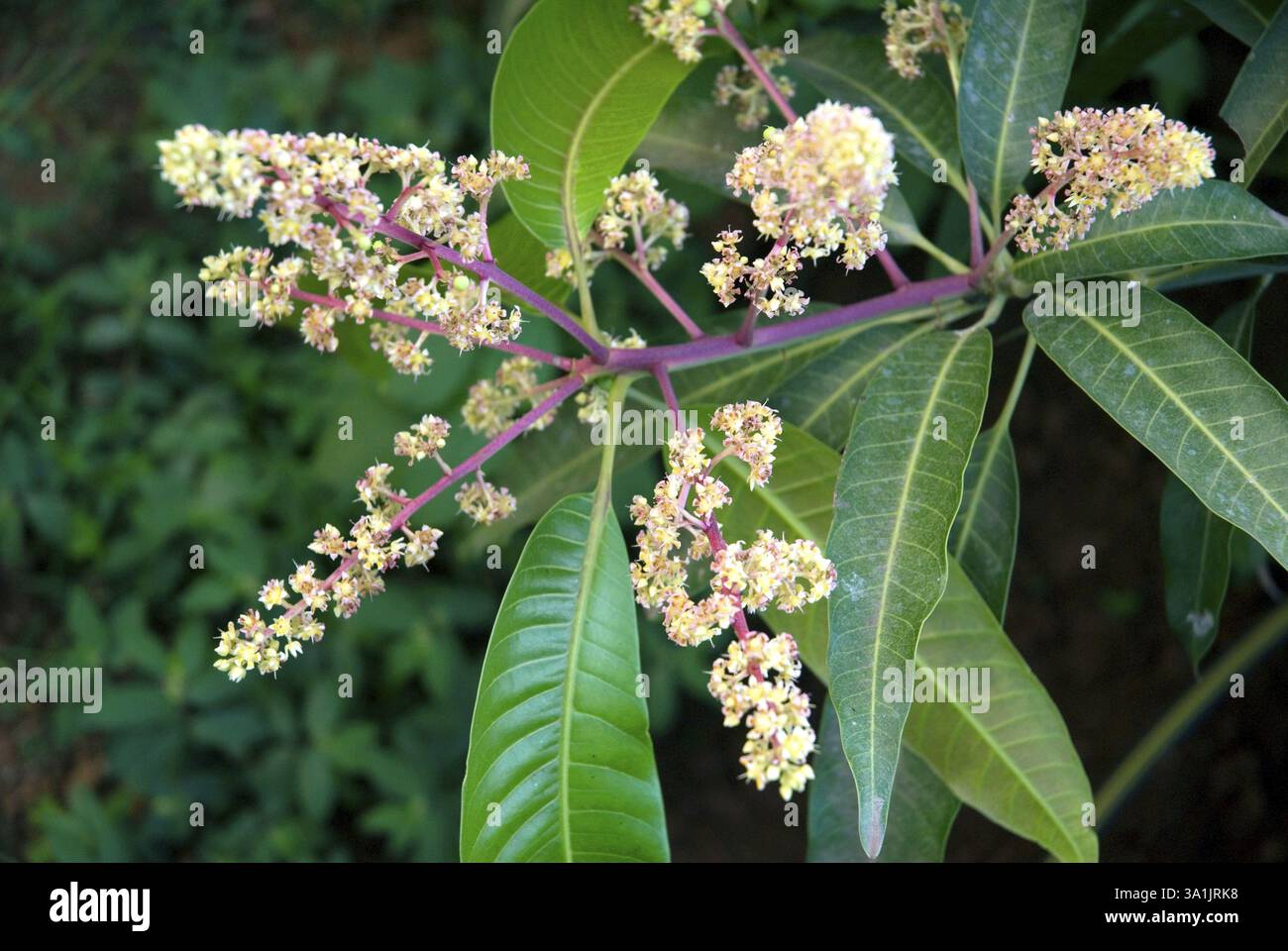Mango tree, Latin name Mangifera indica Stock Photo - Alamy