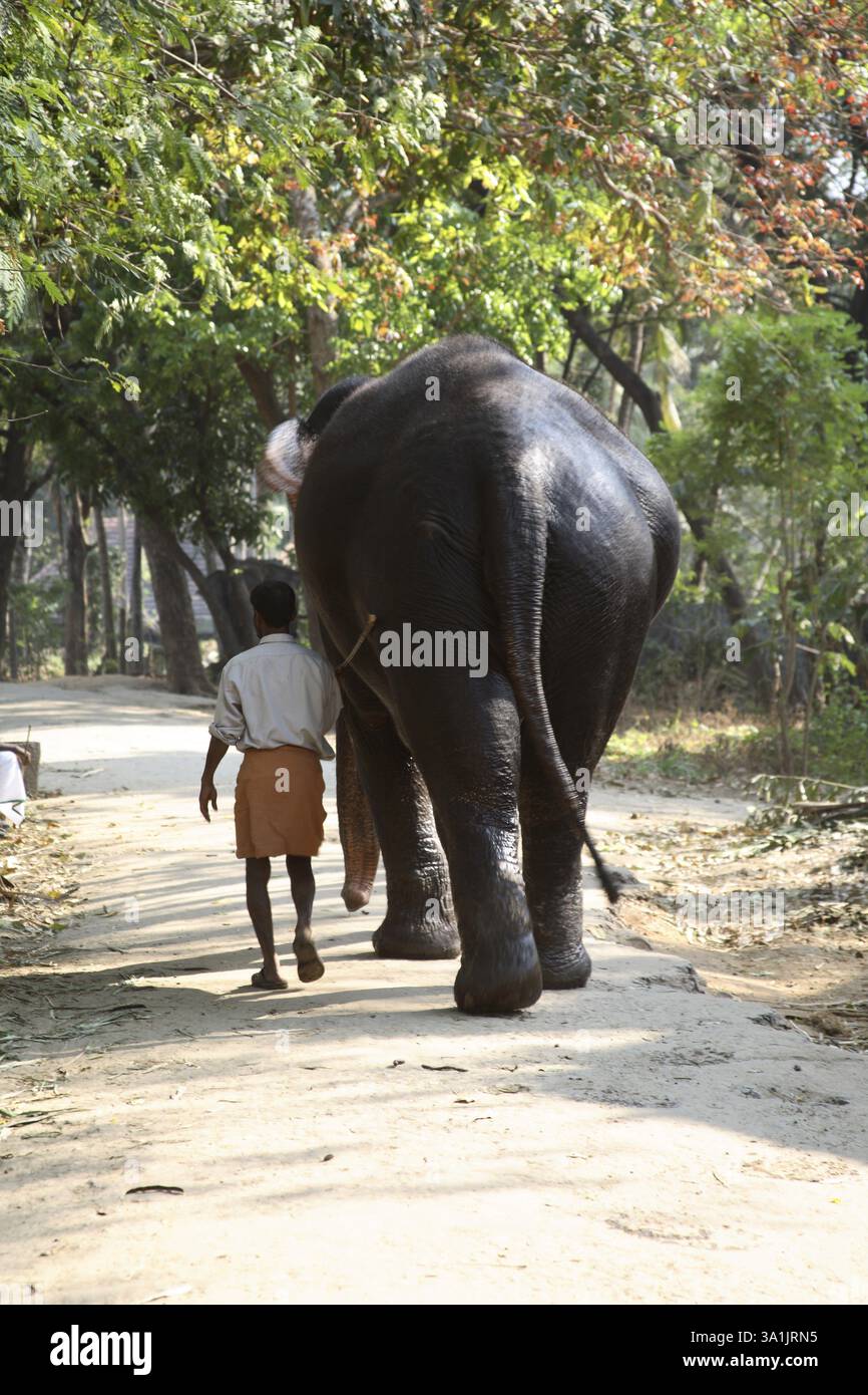 Elephant Elephas maximums and mahout walking together Guruvayur ...