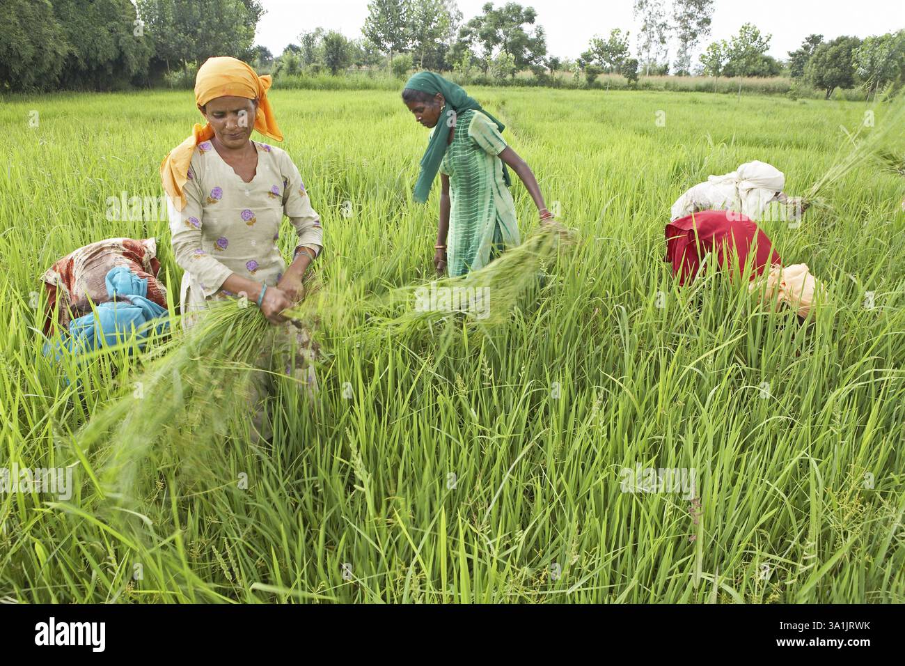 Women removing weeds from rice fields in a village in Uttaranchal, India, Asia Stock Photo - Alamy